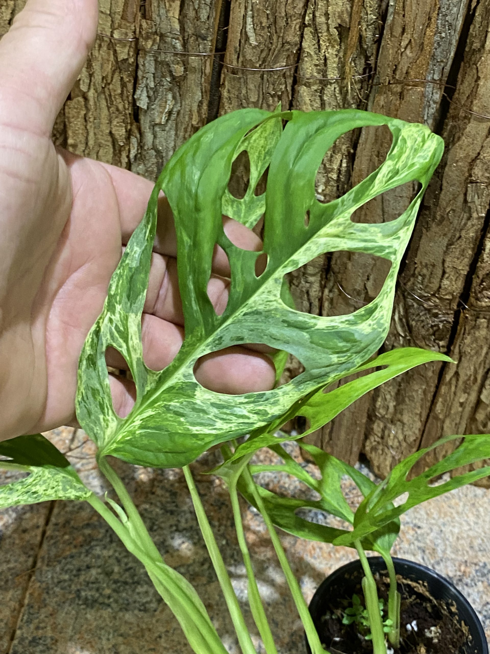 Monstera Adansonii Mint or Indo form - fnqtropics