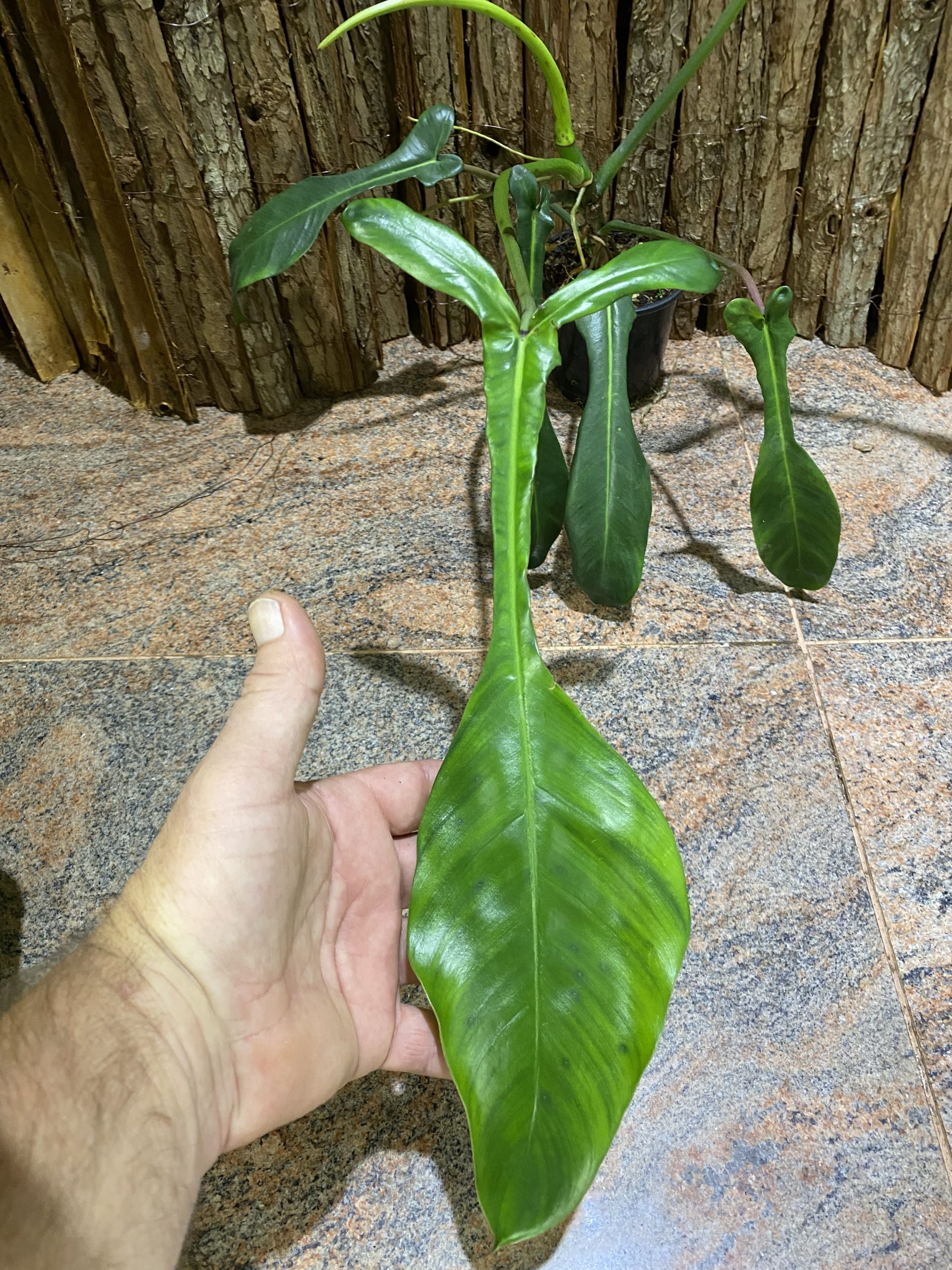 Philodendron Joepii - fnqtropics