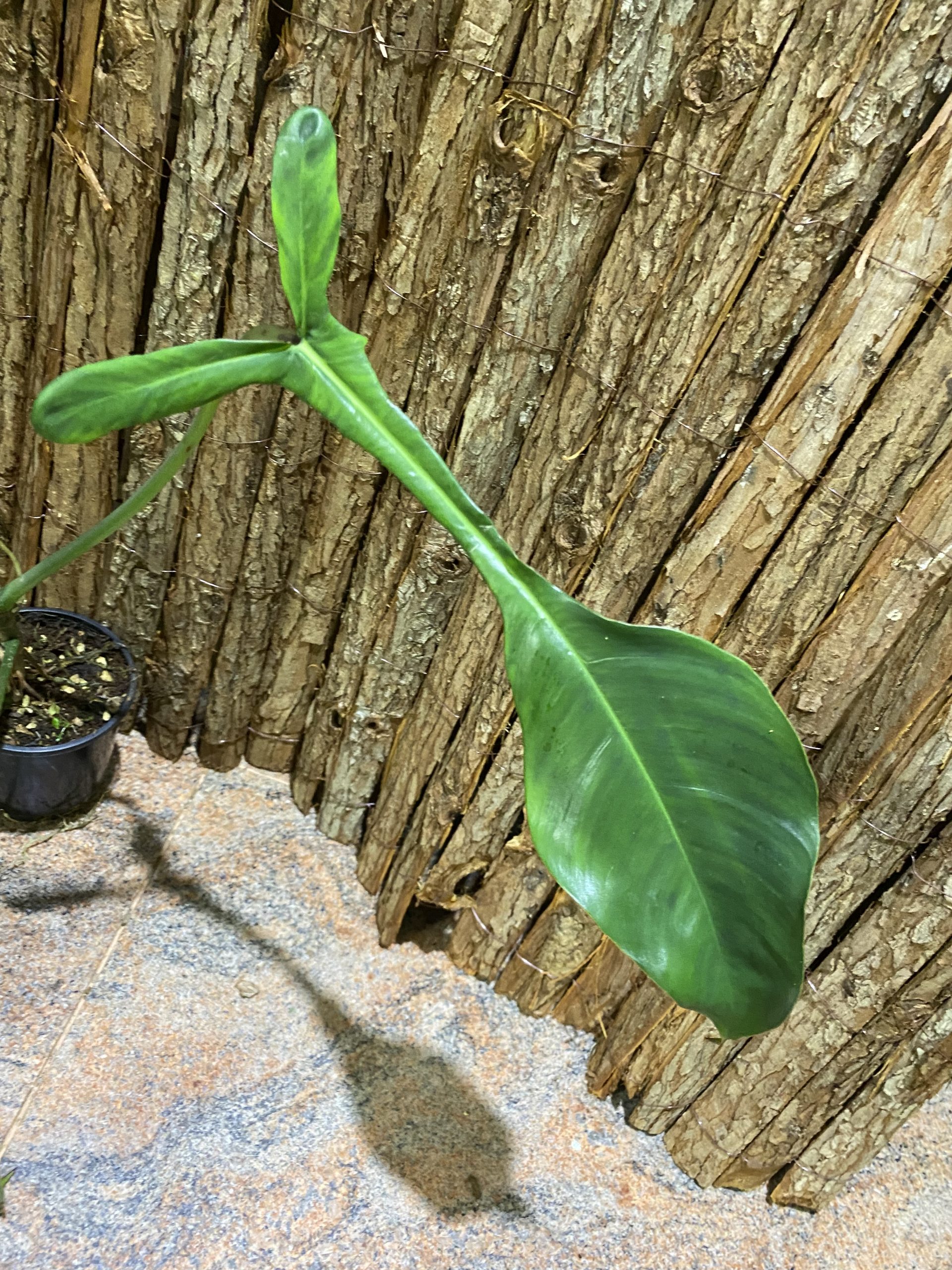 Philodendron Joepii - fnqtropics