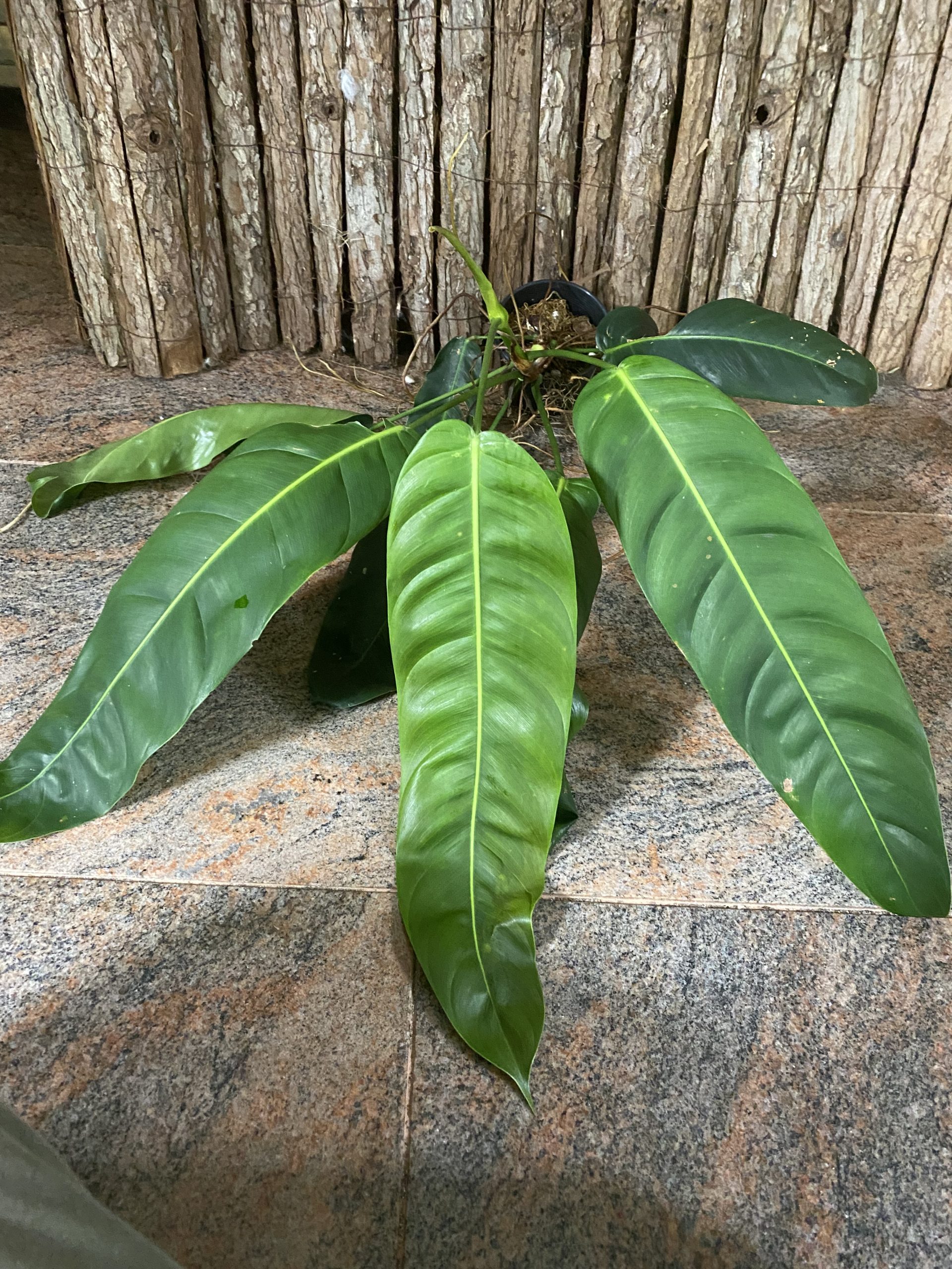 philodendron Patriciae Pat 2 ,30 cm biggest leaf - FNQ Tropics
