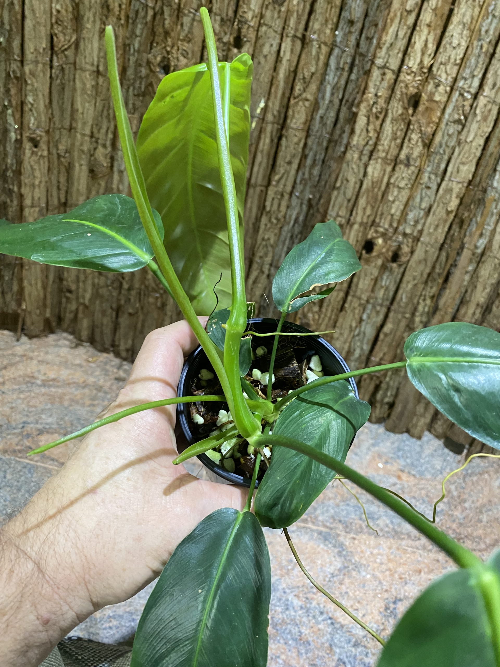 philodendron Patriciae Pat 2 ,30 cm biggest leaf - FNQ Tropics