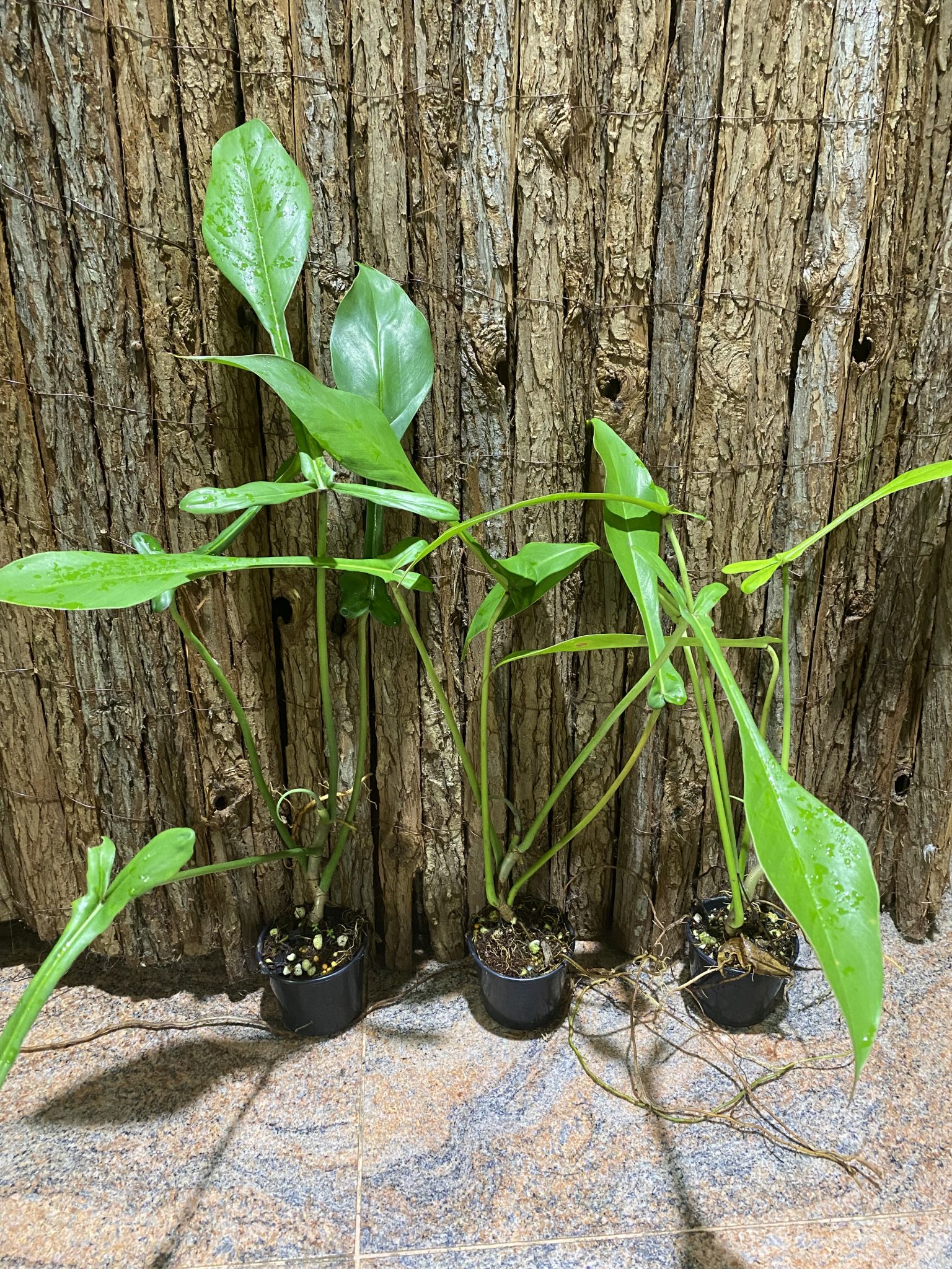 Philodendron Joepii - FNQ Tropics