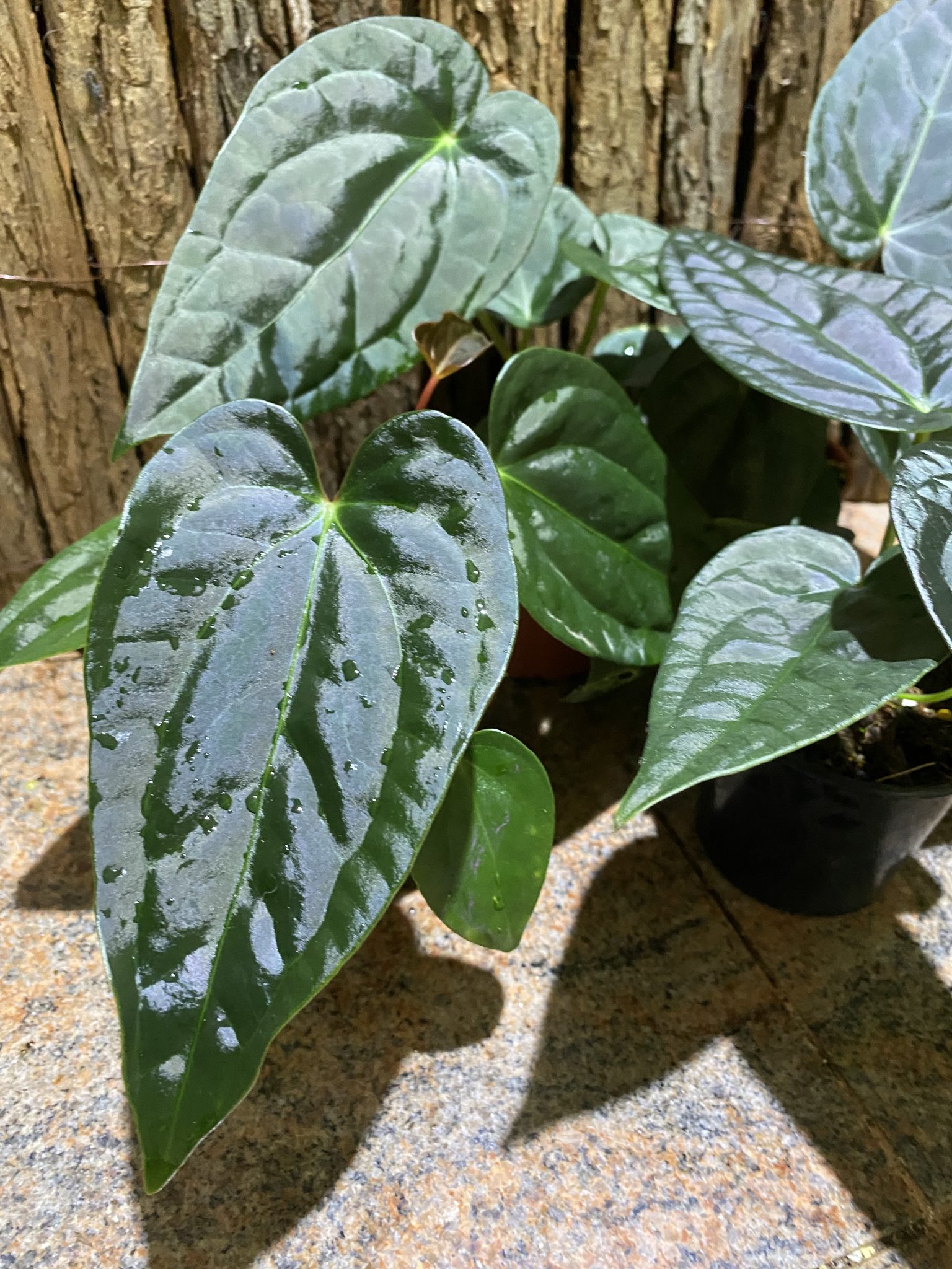 Anthurium Forgetti x Luxurians - FNQ Tropics