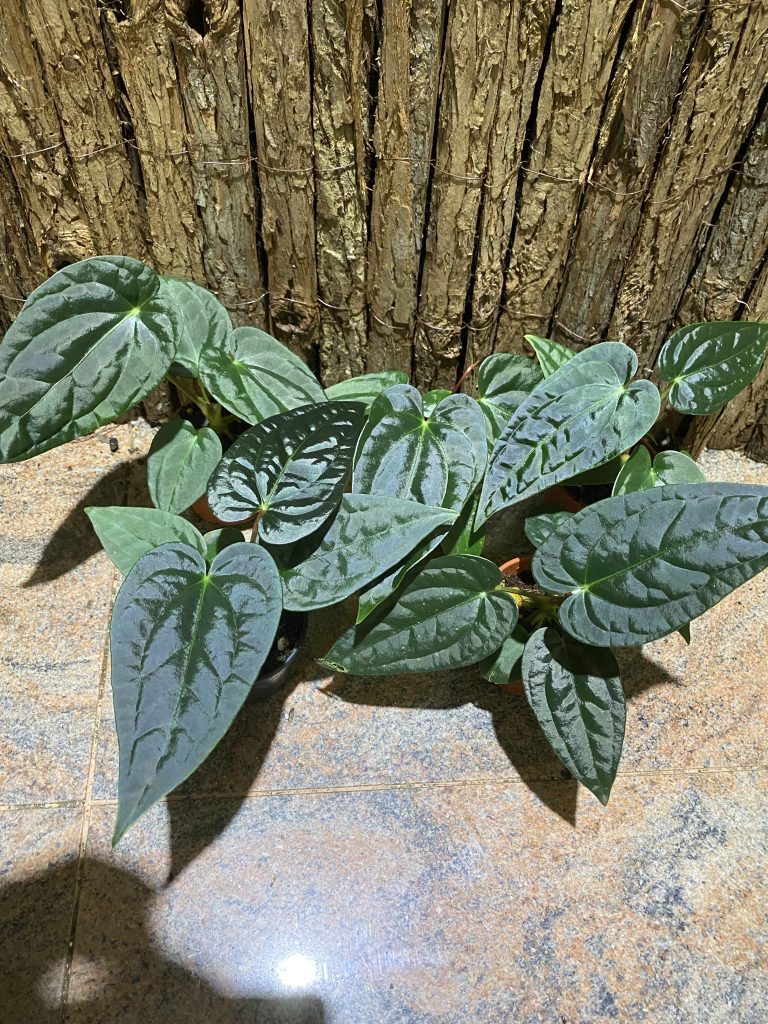 Anthurium Forgetti x Luxurians - FNQ Tropics