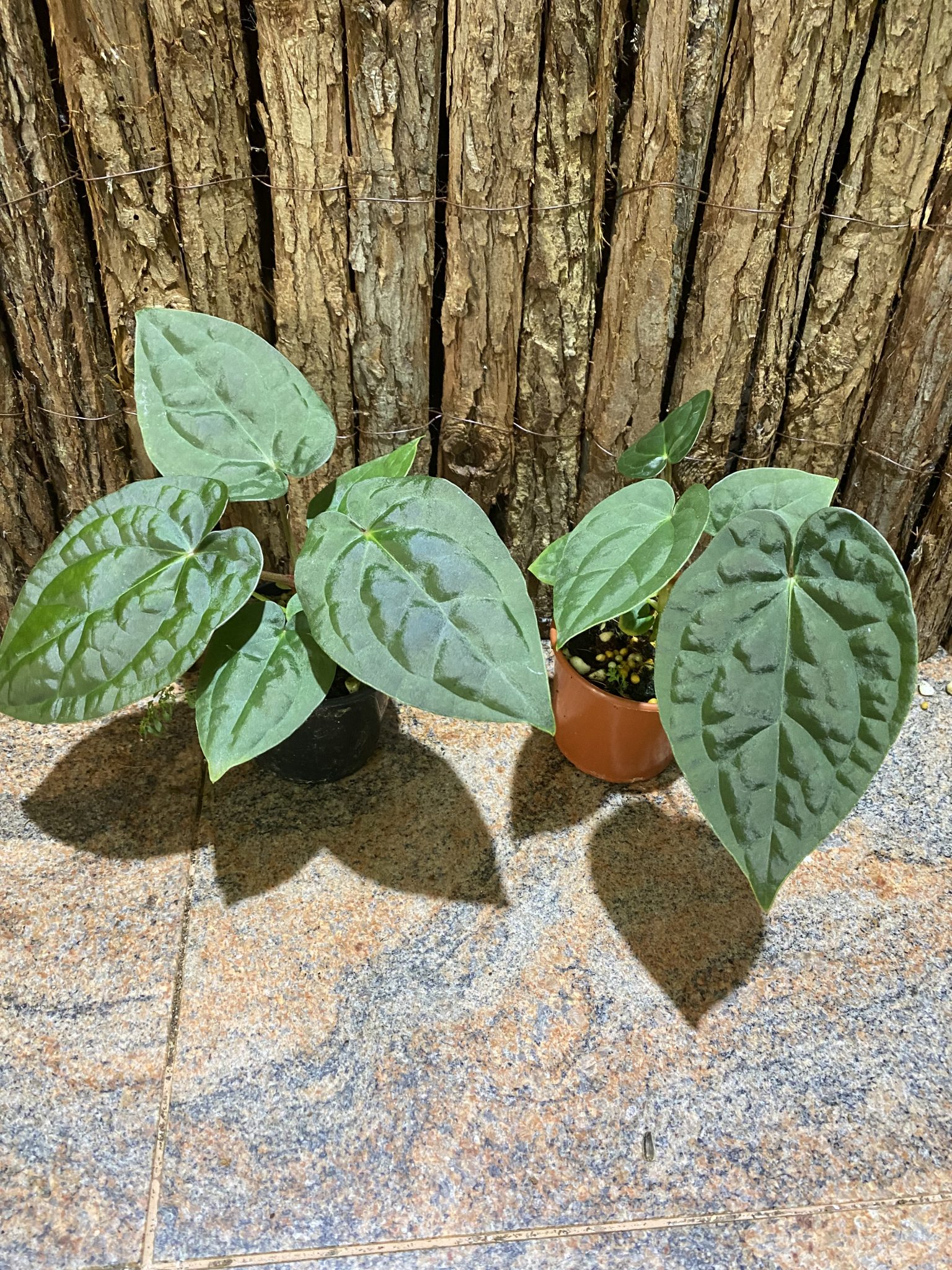 anthurium Forgetti x Luxurians round form - FNQ Tropics