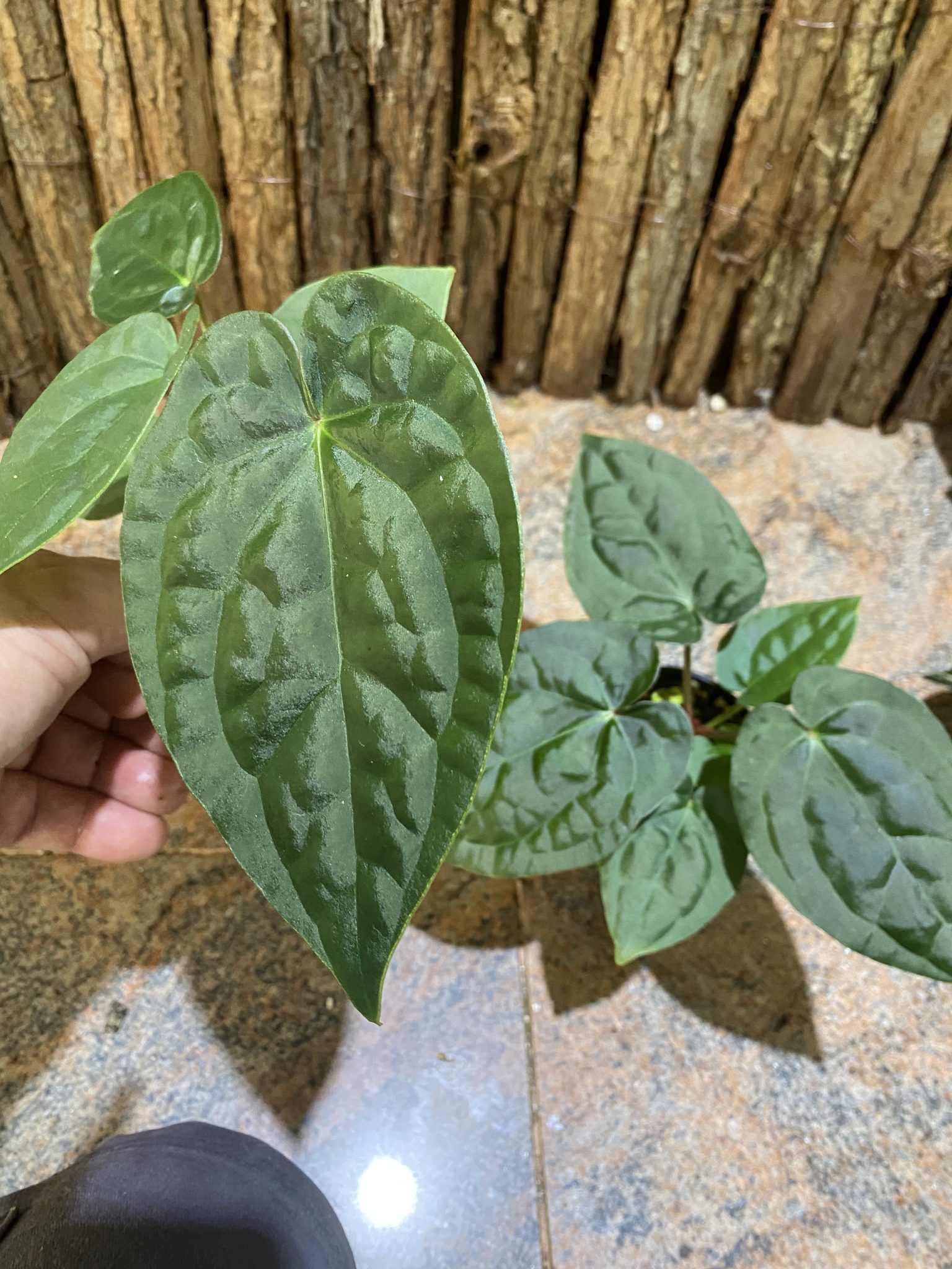 anthurium Forgetti x Luxurians round form - FNQ Tropics