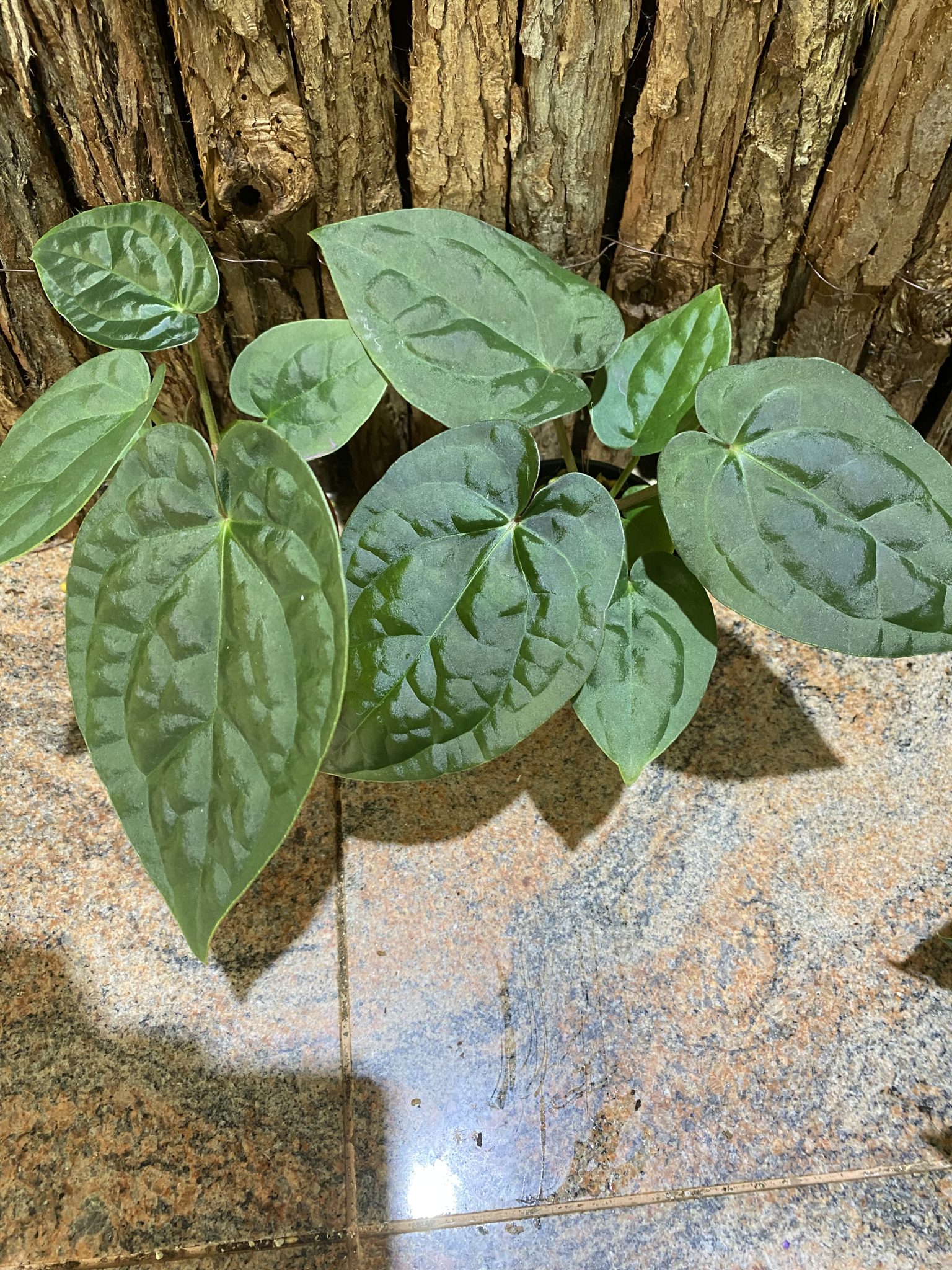 anthurium Forgetti x Luxurians round form - FNQ Tropics